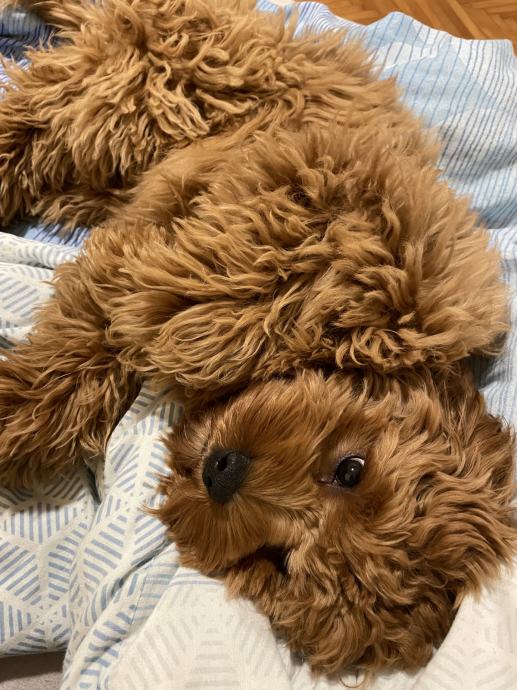 Cavapoo(angleski kavalir+toy poodle) aprikot