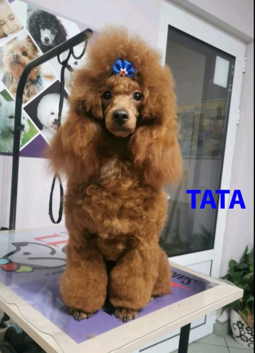 Crvena Toy Pudla / Red Toy Poodle / rdeči toy pudelj