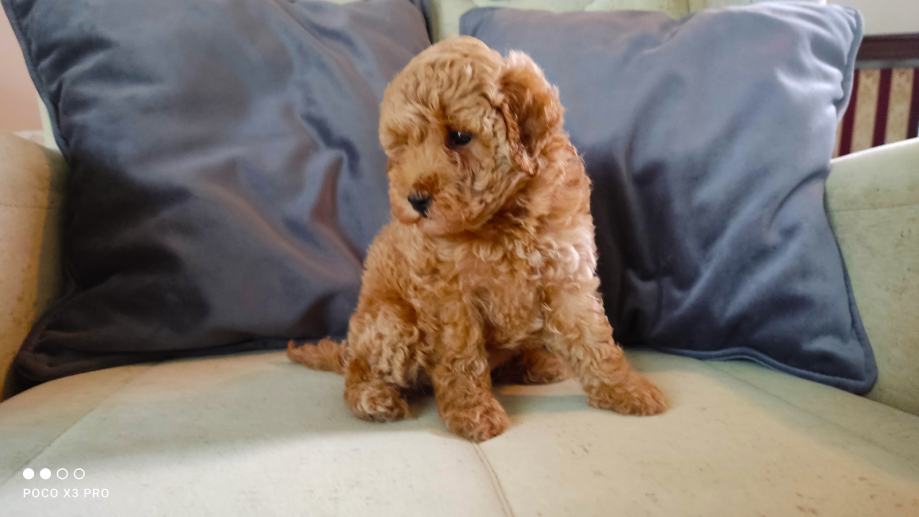 Crvena Toy Pudla / Red Toy Poodle / rdeči toy pudelj
