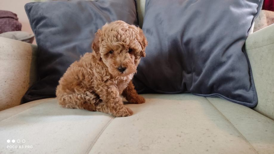 Crvena Toy Pudla / Red Toy Poodle / rdeči toy pudelj