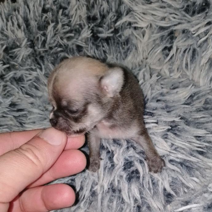Extra mini chiuaua