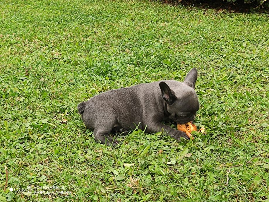 Francoski buldog mladički blue sivi plavi