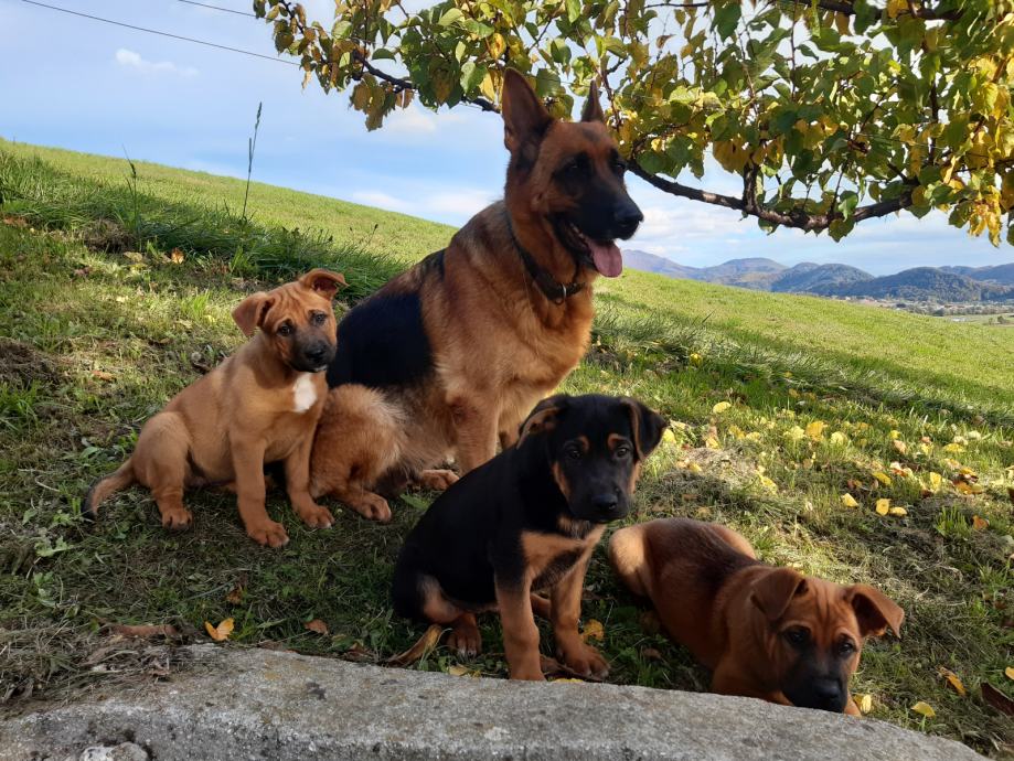Mešanci nemški ovčar x stafford