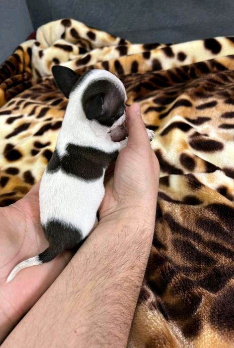 Mini Čivava