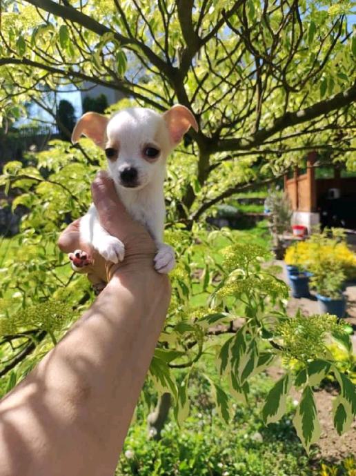 Mini Civave