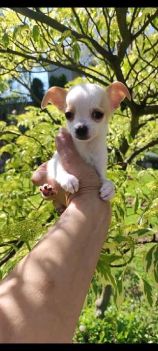 Mini Civave