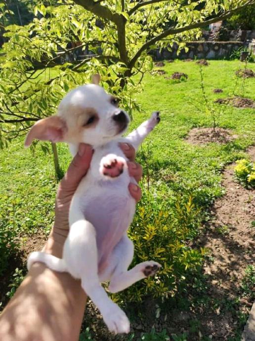 Mini Civave