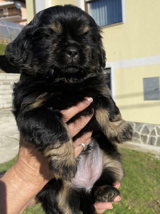 Mladički Pekinezer_Rogaška Slatina