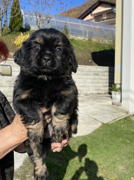 Mladički Pekinezer_Rogaška Slatina