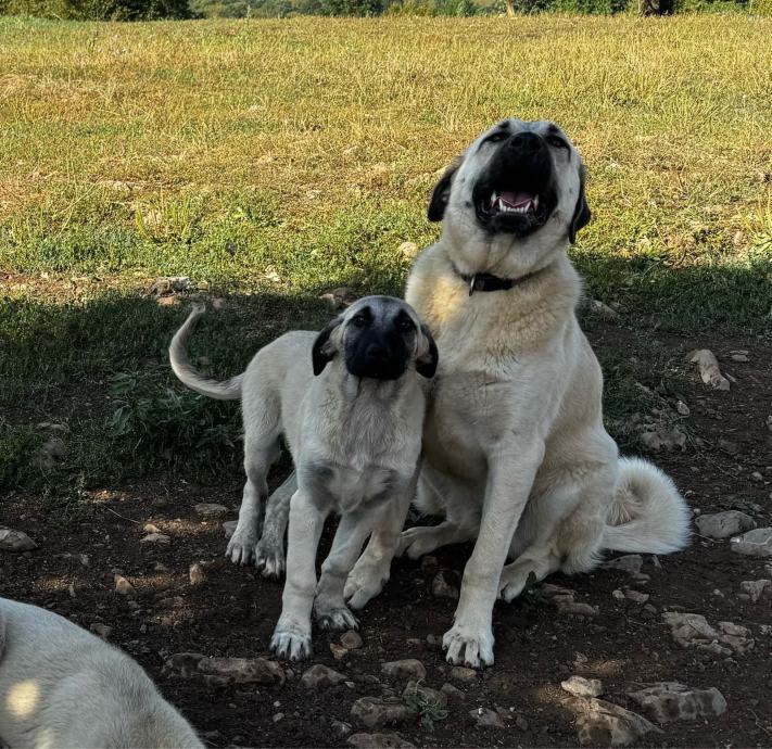 Pastirski pes Kangal
