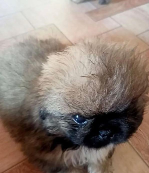 Pekinezer kraljevski