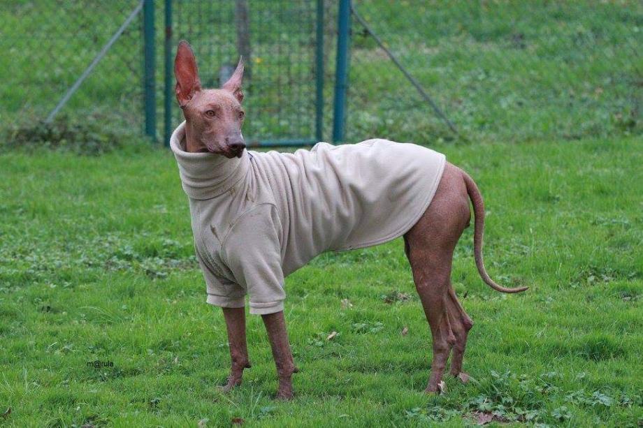 Perujski goli pes, grande, samica