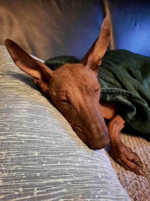 Perujski goli pes, grande, samica