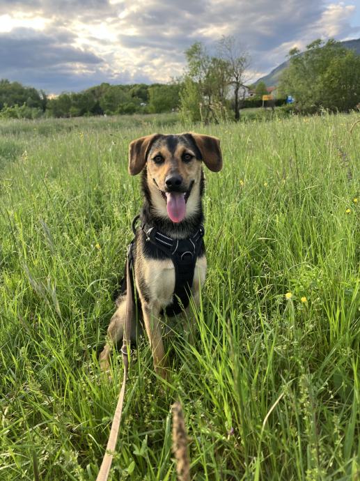 Podarim psa mešane pasme