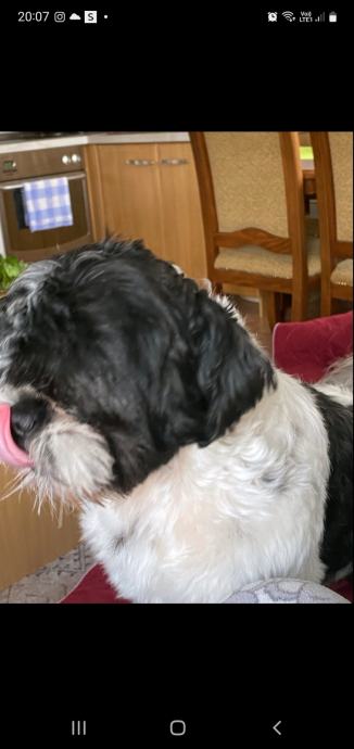 Podarim psa Shih-tzu
