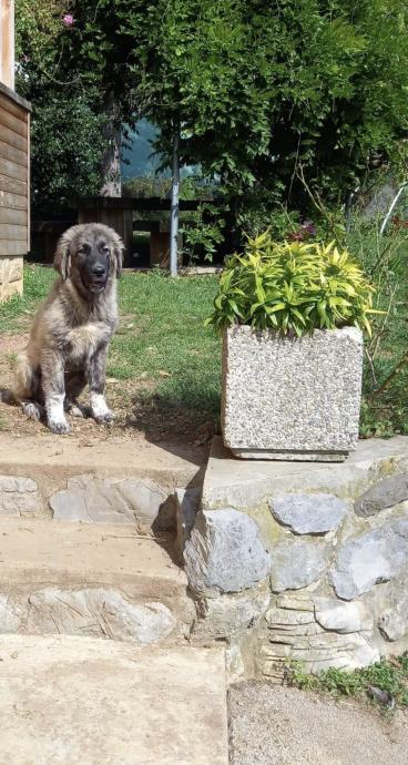 Podarim pse mešančke