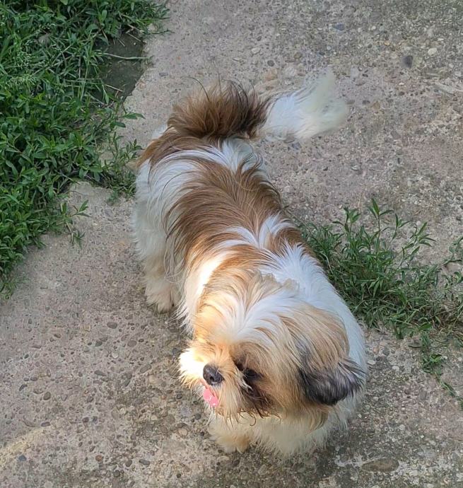 Podarim psičko Shih Tzu