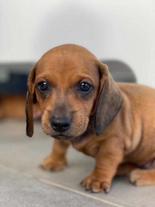 Pritljikavi Jazbecar