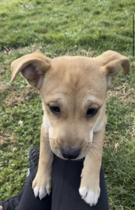 Prodam pasje mladičke