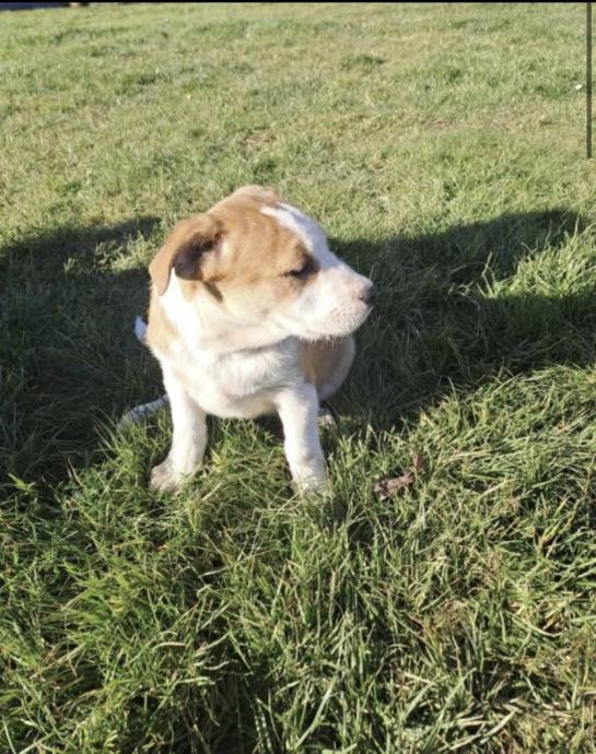 Prodam pasje mladičke