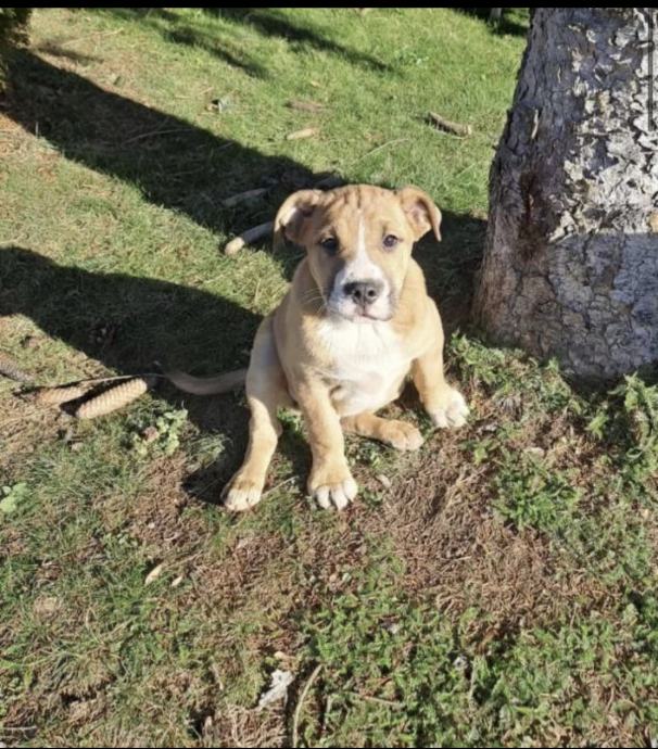 Prodam pasje mladičke