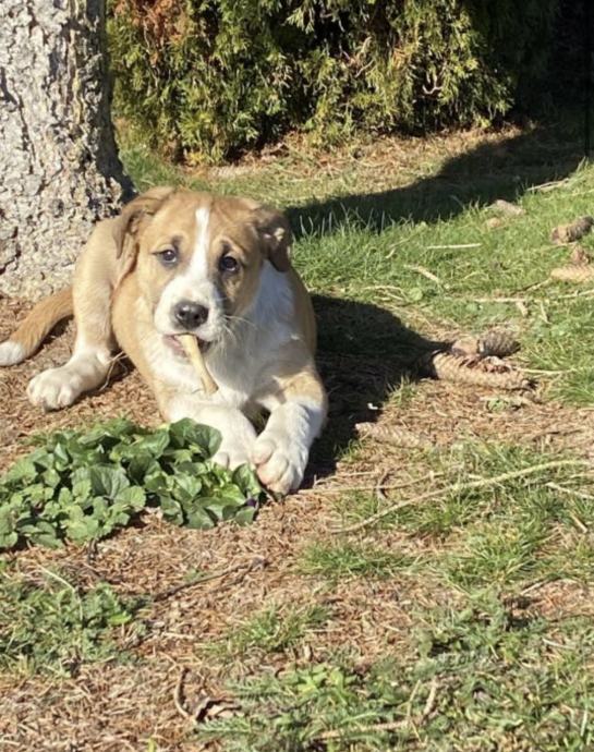 Prodam pasje mladičke