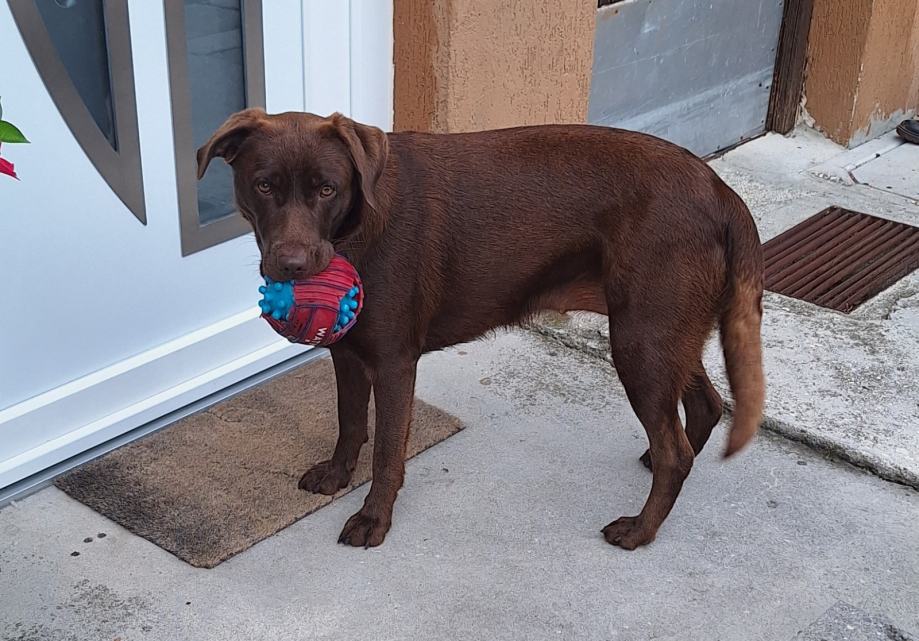 Psi labradorci mladički