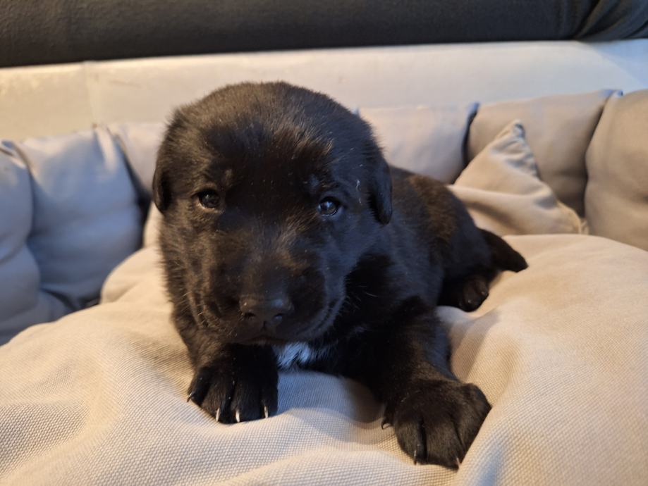 Psi labradorci mladički