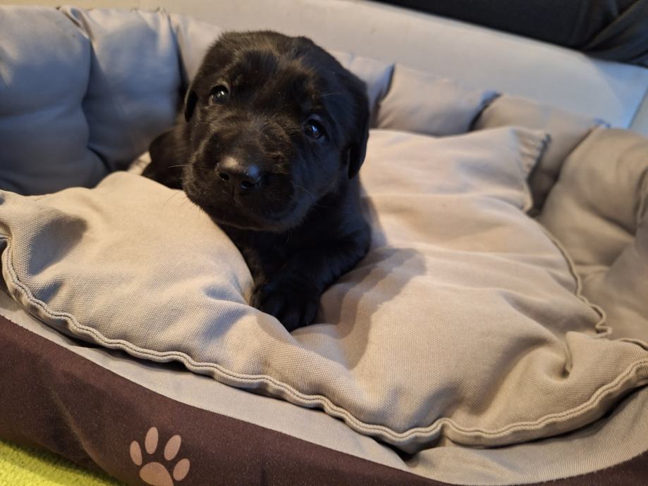 Psi labradorci mladički