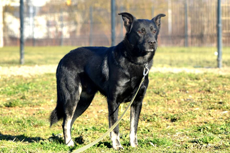 ROKI je najdelikatnejši pes in zasluži posebne ljudi