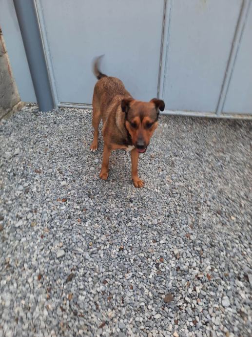 Ship curka traži dom