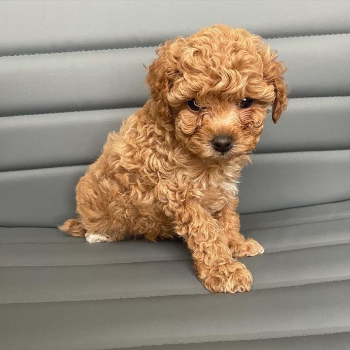 .TOY PUDLJI MLADIČKI