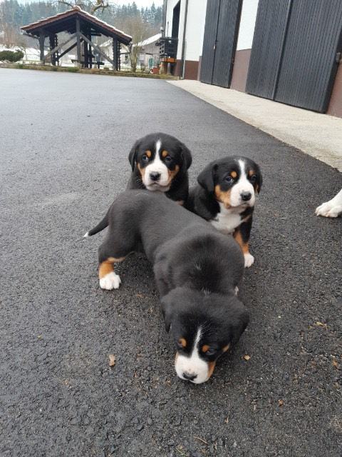 Veliki švicarski planšarski pes