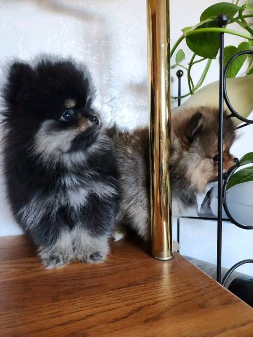 Na voljo so čistokrvni pomeranski mladiči