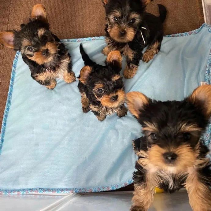 Yorkie mladički pripravljeni