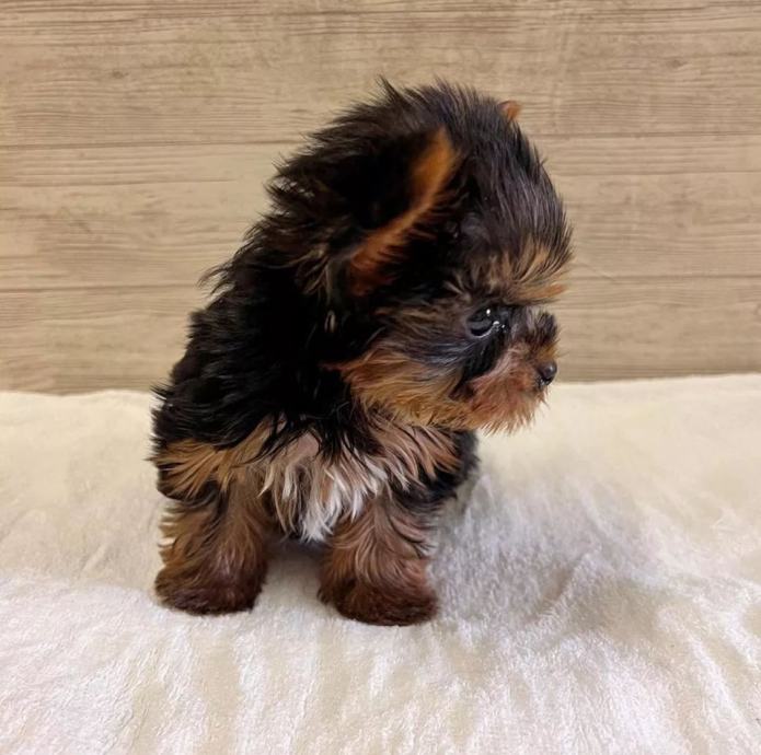 Yorkie mladički