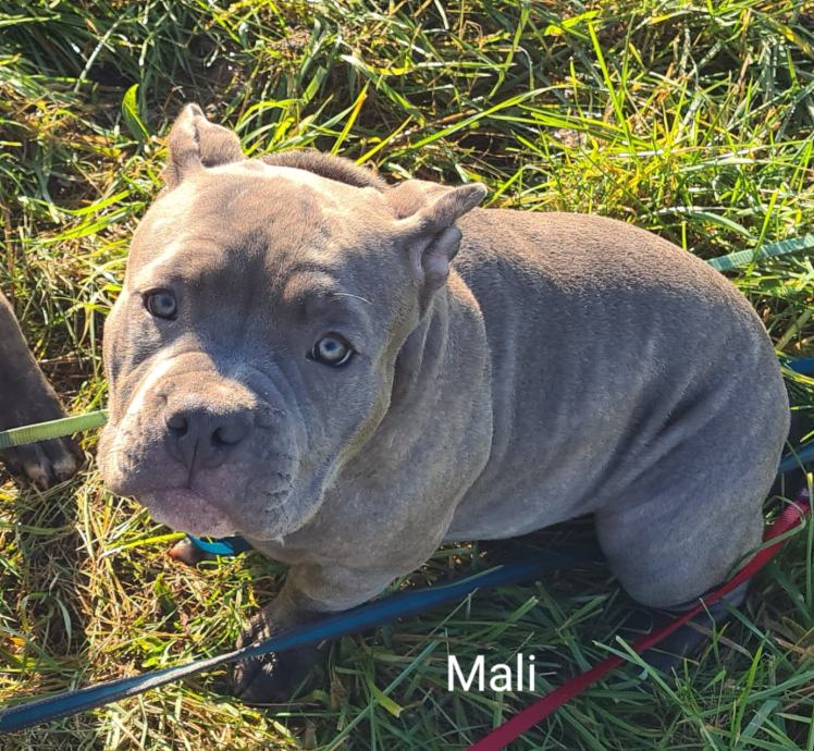 AMERICAN BULLY STANDARD