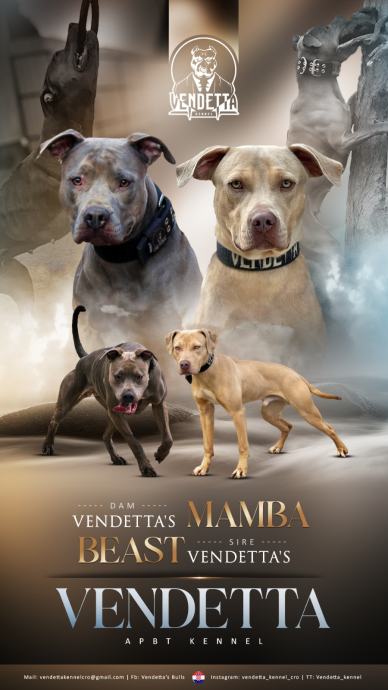 American Pit Bull Terrier štenčki