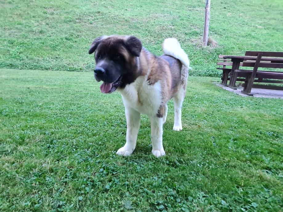 Ameriška akita