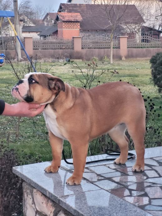 Angleški Buldog - ženska