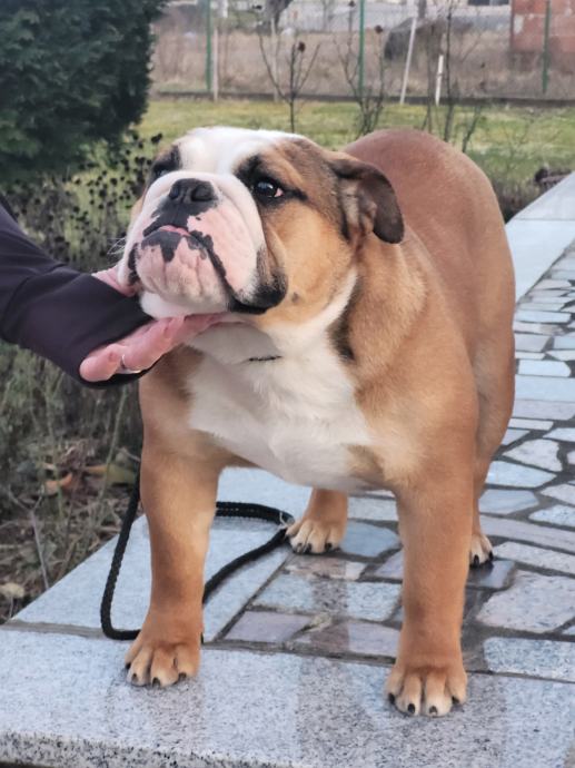 Angleški Buldog - ženska