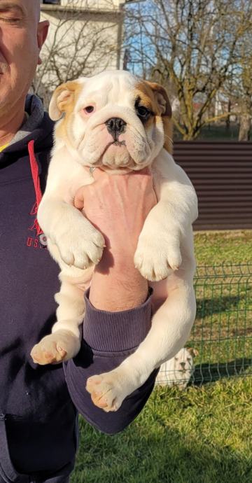 Angleški Buldog mladički