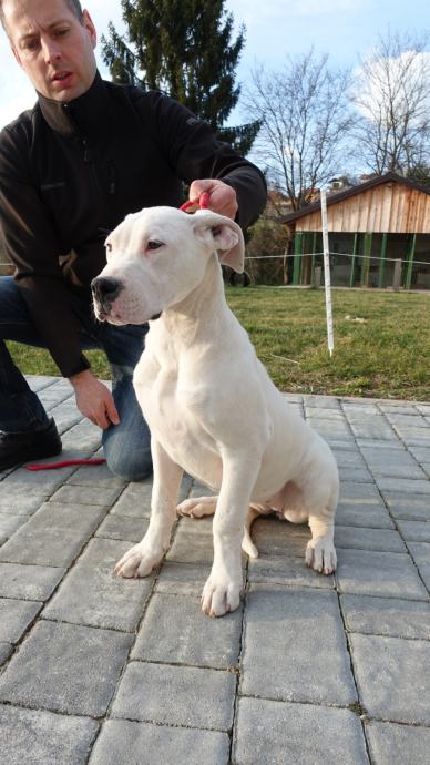 Argentinska doga ( dogo argentino )