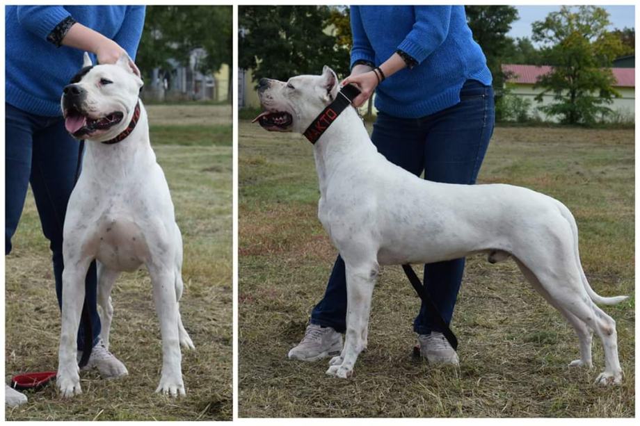 Argentinska doga ( dogo argentino )