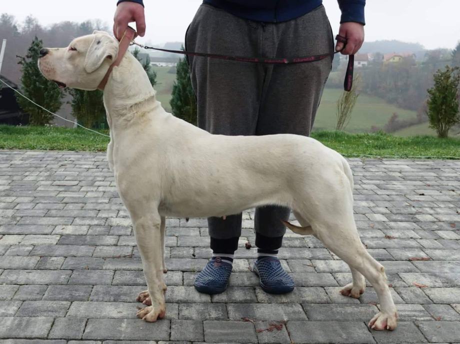 Argentinska doga - Dogo Argentino