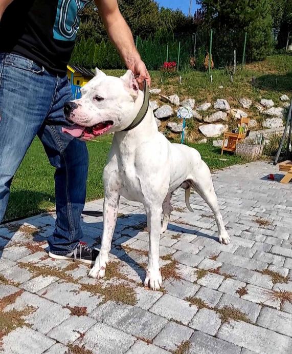 Argentinska doga - Dogo Argentino