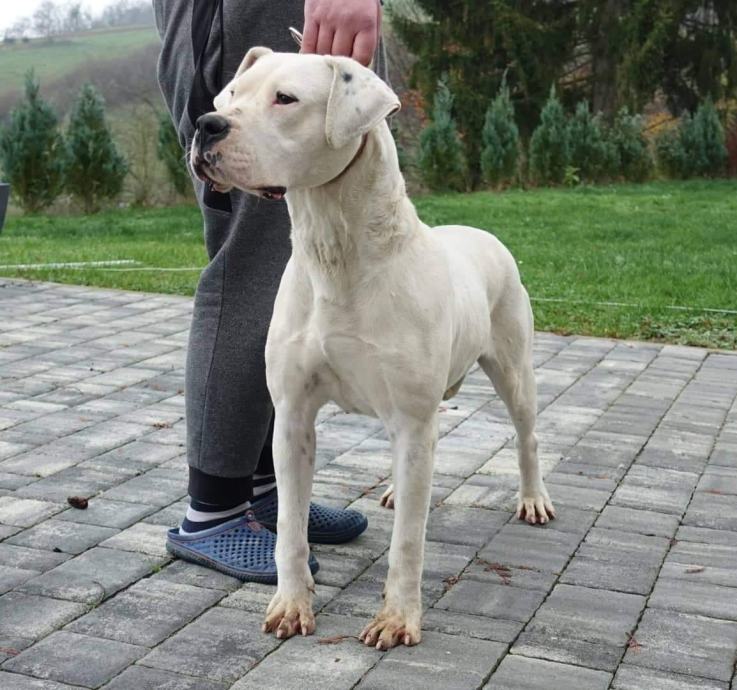 Argentinska doga - Dogo Argentino