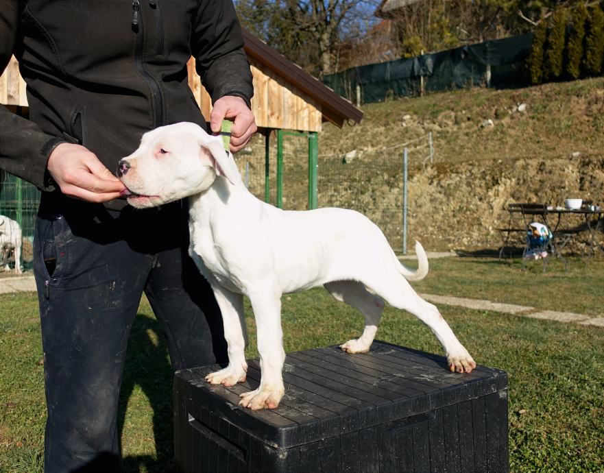 Argentinska doga - Dogo Argentino