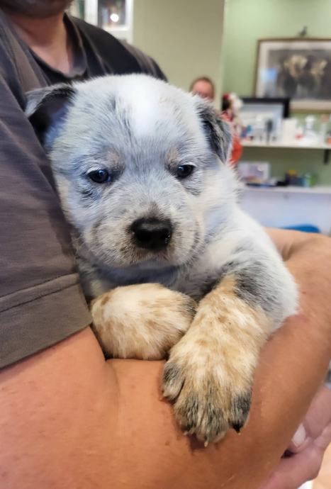 AVSTRALSKI GOVEDAR - AUSTRALIAN CATTLE DOG
