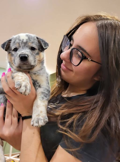 AVSTRALSKI GOVEDAR - AUSTRALIAN CATTLE DOG